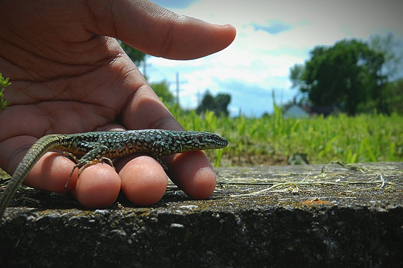 Ohio wall lizards overcame genetic bottleneck through rapid population ...