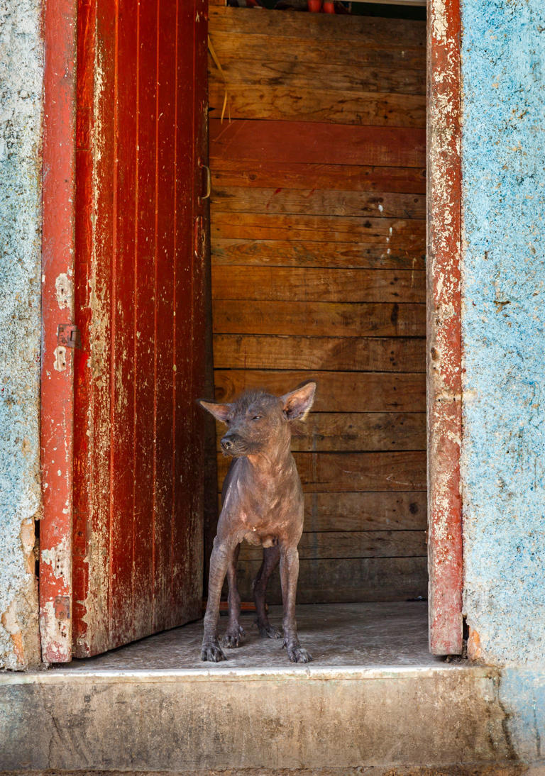 10 hairless dog breeds