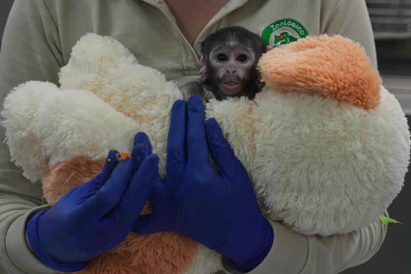 Yuji, el mono mexicano que encuentra refugio en su perro de peluche