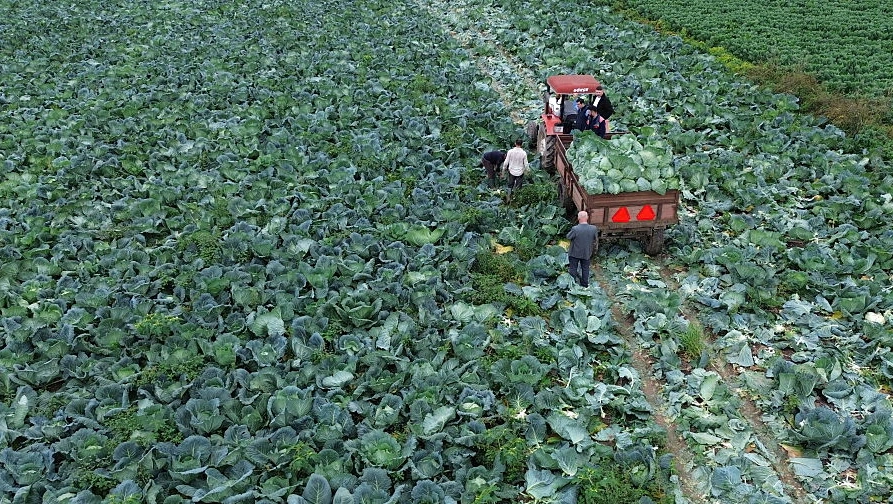 Cabbage love: From crunch to comfort food