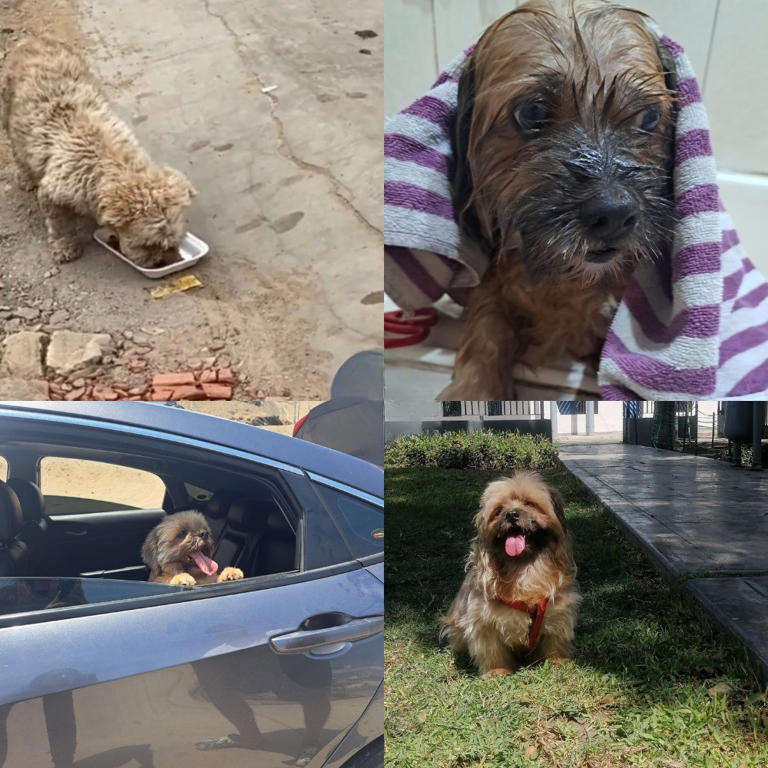 Trovano una cagnolina piena di zecche sulla strada e la salvano: oggi ...