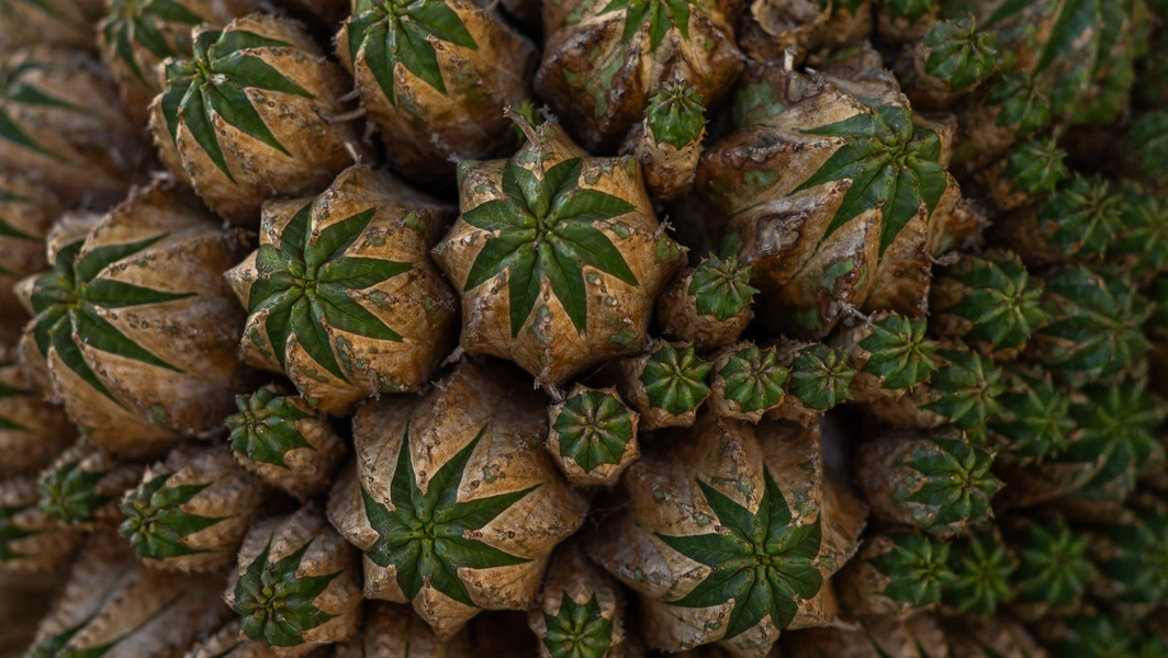 Cactus care made simple for happy plants