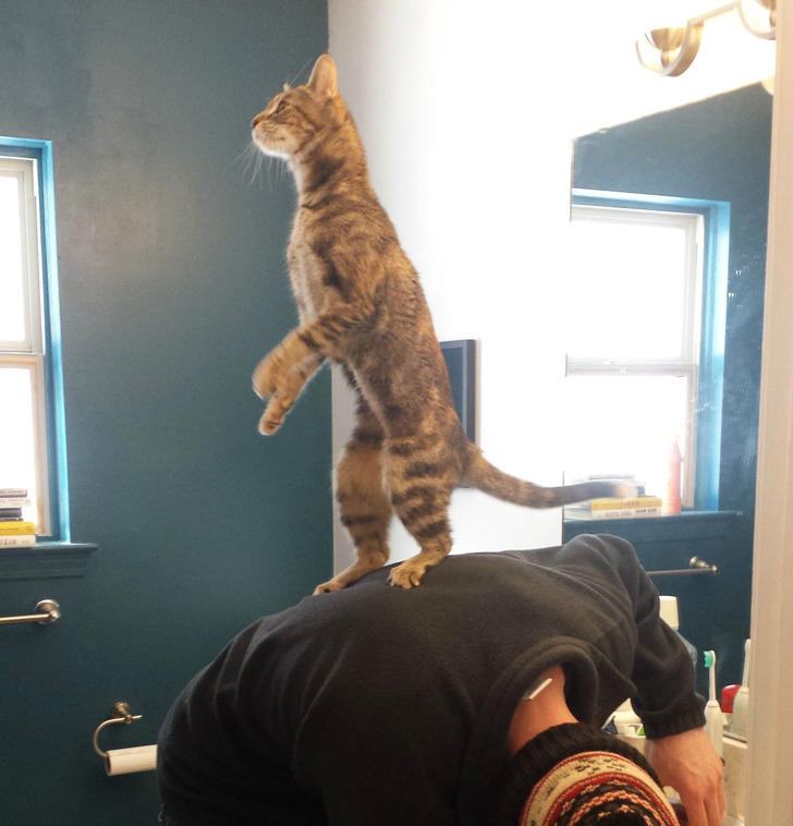 20 real renovation stories that prove the house always has the last laugh