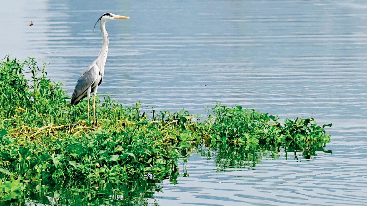 In photos stunning wildlife and natural beauty hidden around Powai Lake
