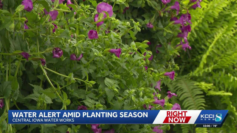 Iowa gardeners face challenges as lawn watering restrictions take effect