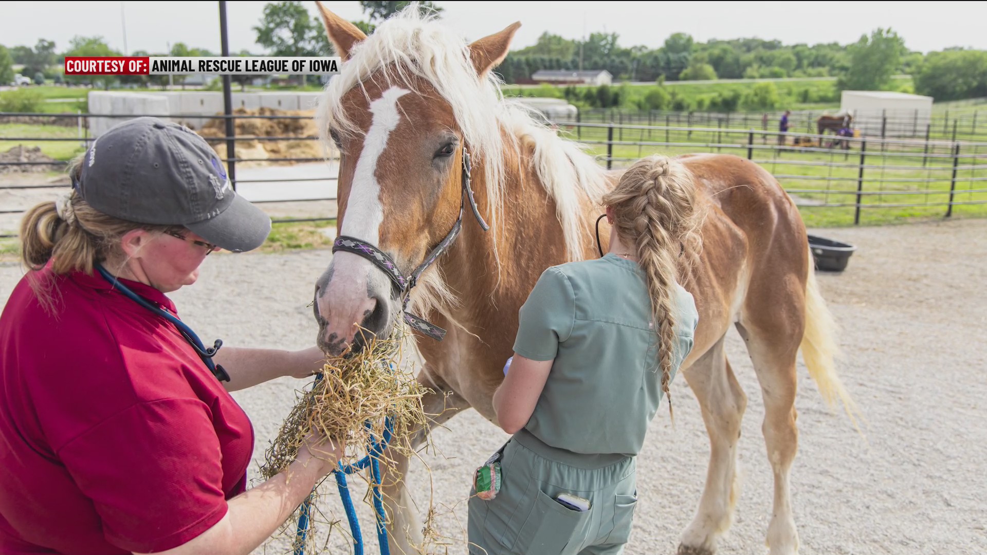 Animal cruelty arrest made after 22 equines rescued by ARL of Iowa
