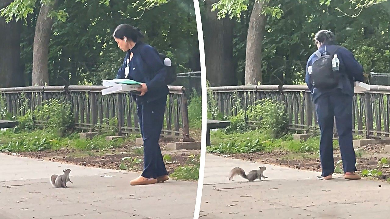 Hungry squirrel chases pizza-carrying woman in New York