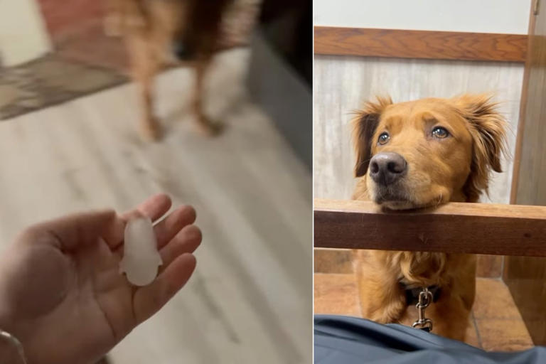 Dog has adorably bizarre reaction to being gifted an ice cube in viral ...
