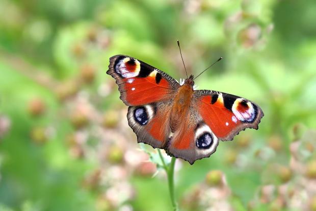 Battle to be crowned favourite butterfly heats up in Wiltshire