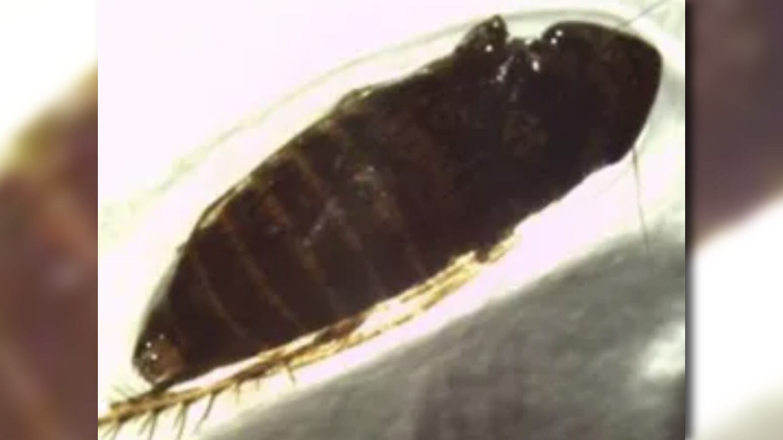Dangerous pest from Mexico found in Arizona