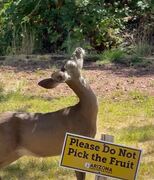 Deer picks fruit from tree right behind sign that says not to pick any