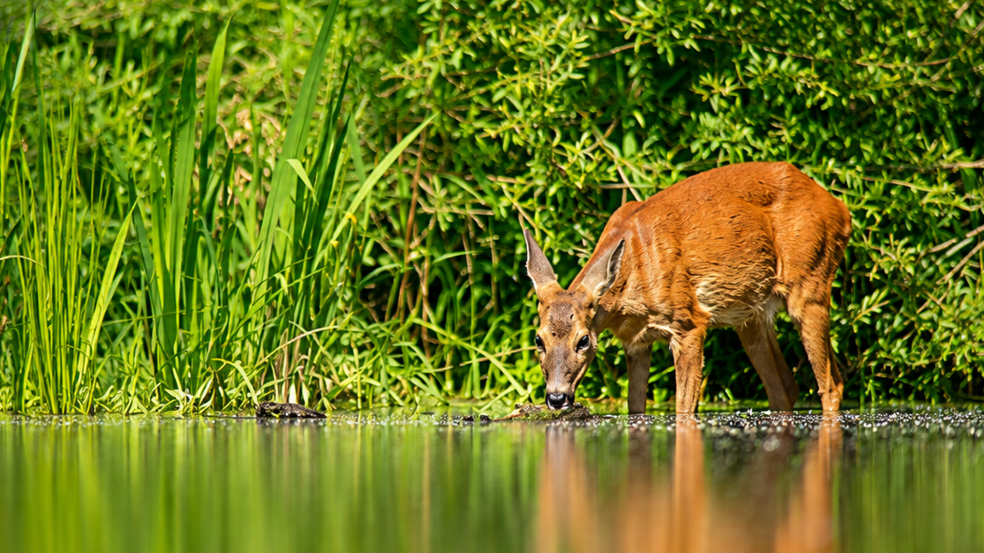 This deer stopped for a drink in front of a hidden camera