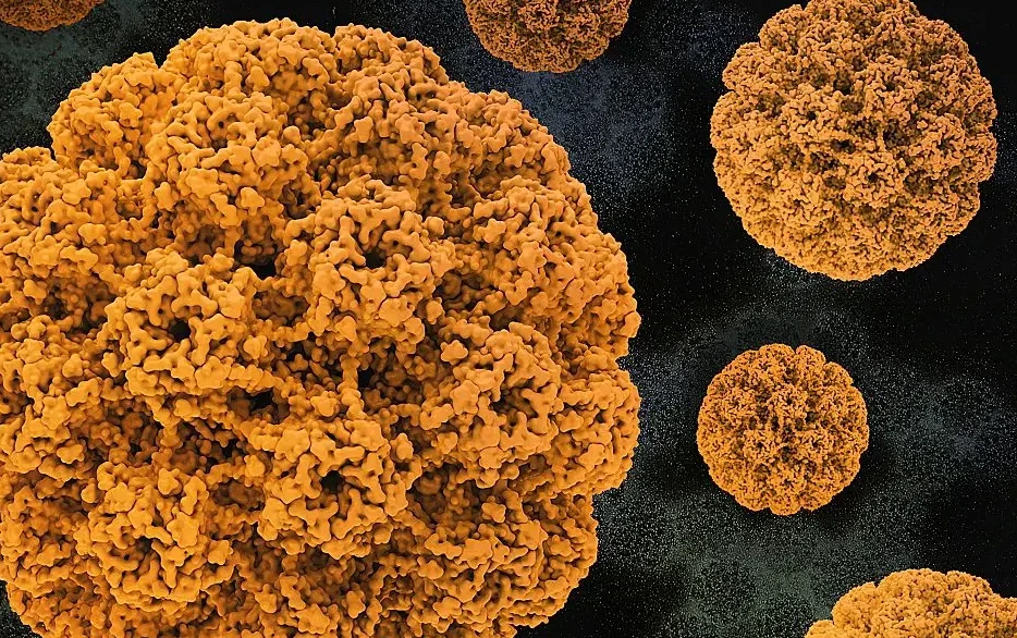 HPV truths and wart care made simple