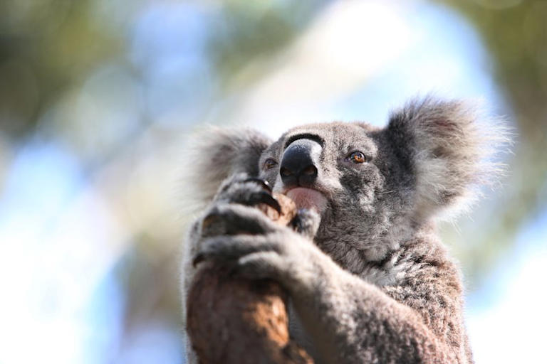 ‘Crazy mistake’ undermines historic koala chlamydia vaccine, researcher ...