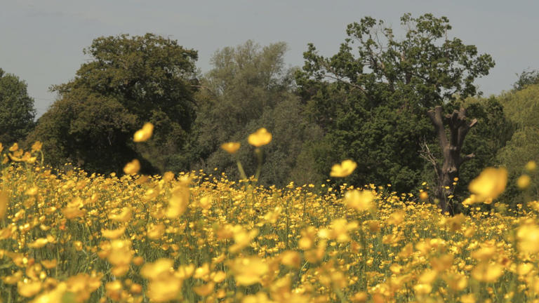 Temperatures to fall in UK as heatwave comes to an end
