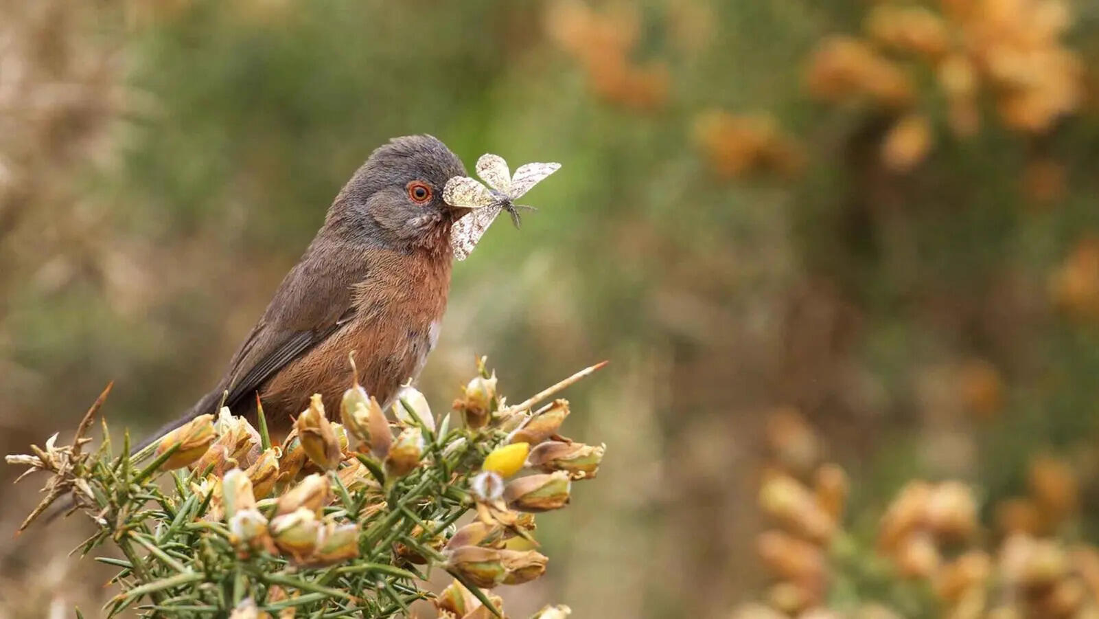 Rare Dartford warbler makes remarkable comeback in Britain 60 years ...