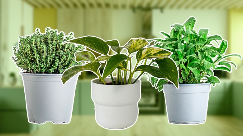 13 absolute best houseplants to add to your kitchen