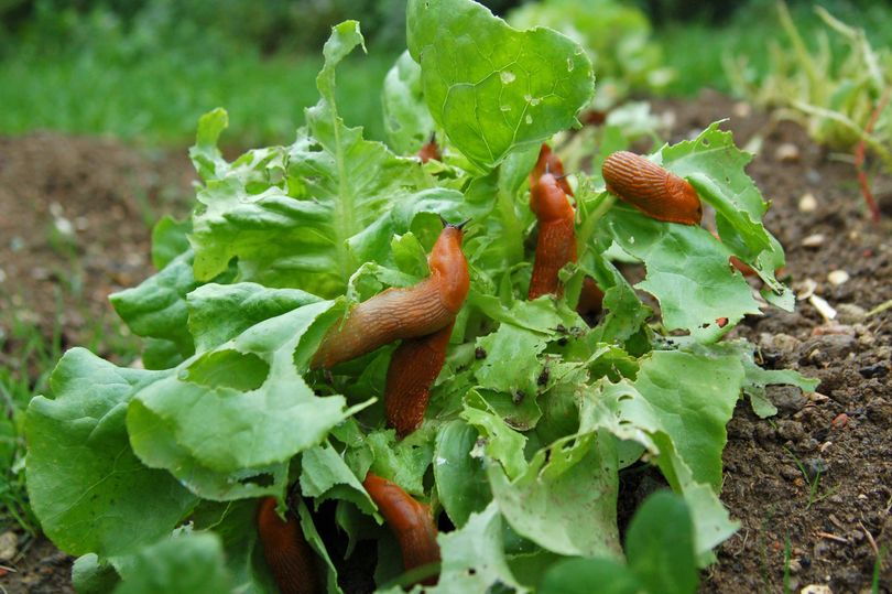 Slugs will stay away from plants if 1 food scrap is left on ground ...
