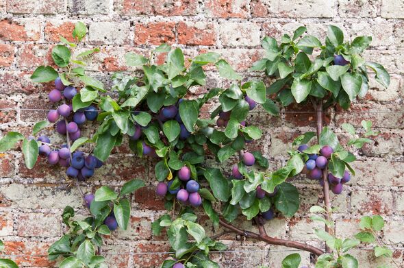 I'm a gardening expert - you can enjoy your own fresh fruit no matter ...