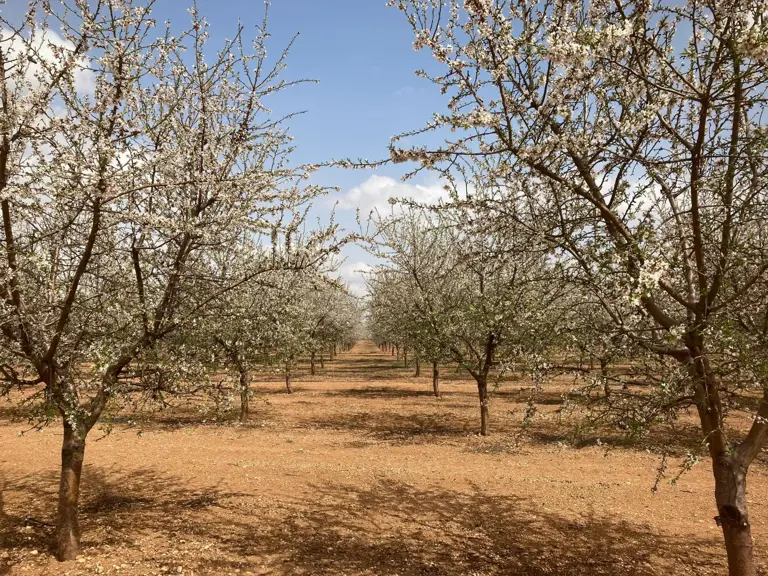 La rentabilidad agrícola del pistacho: de 40.000 a 650.000 euros