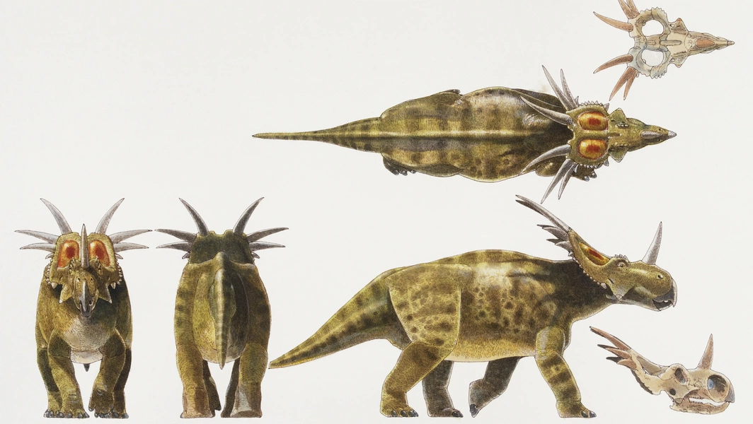 World's largest dinosaur skull stars in Oklahoma exhibit