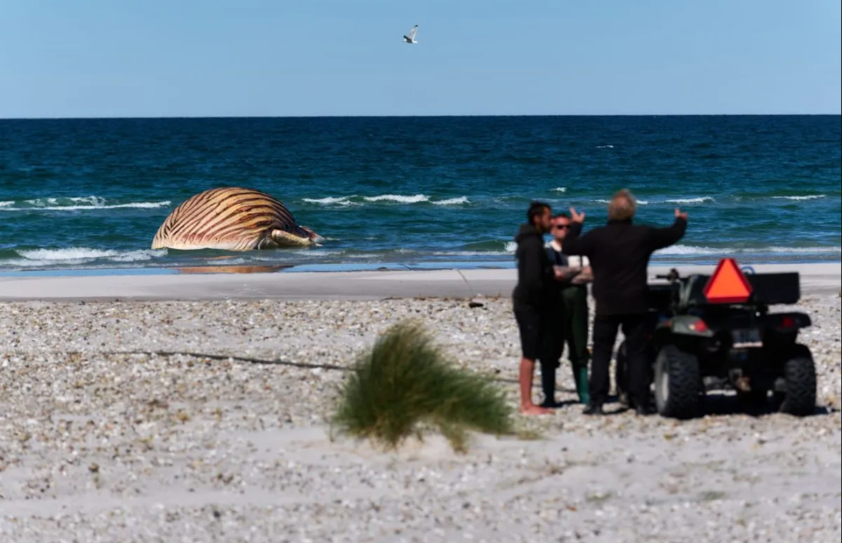 Wal Timmys liegt jetzt am Strand: Leichenteile bereits abtransportiert