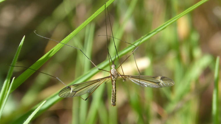 Come eliminare le larve di tipula dal prato?