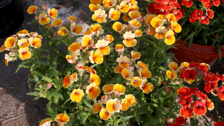 17 varieties of self-cleaning flowers for new blooms without having to ...