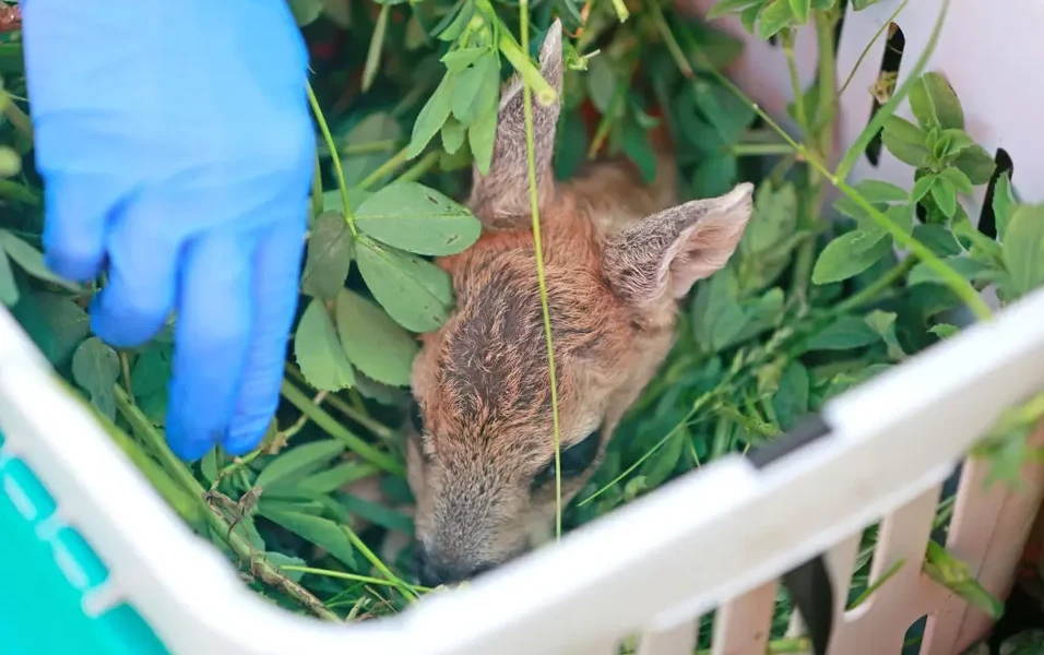 Rare overbite leaves fawn unable to nurse until rescue