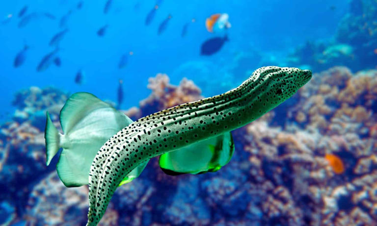 Animals with superpowers that sound completely fake