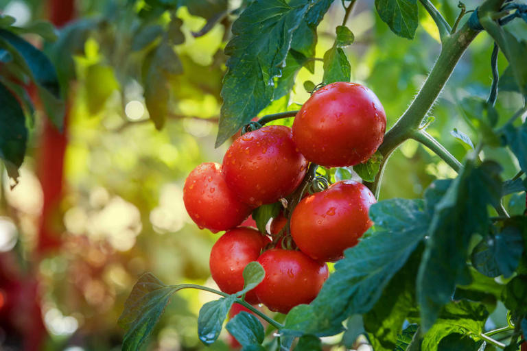 Will baking soda make your tomato plants taste sweeter? We asked an expert