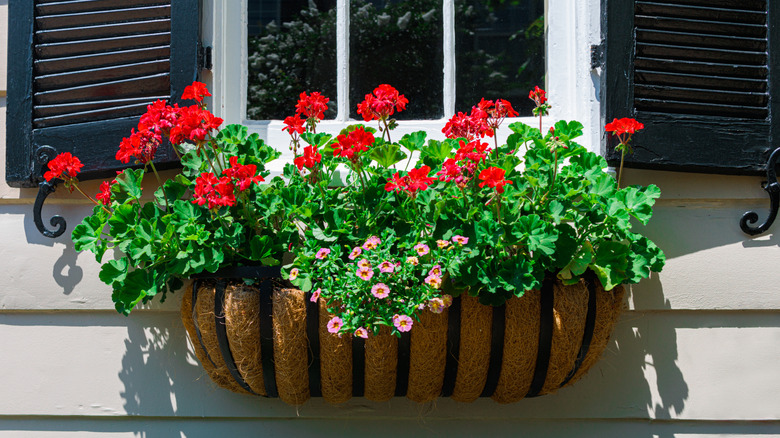 The 13 best bold plants for eye-catching window displays