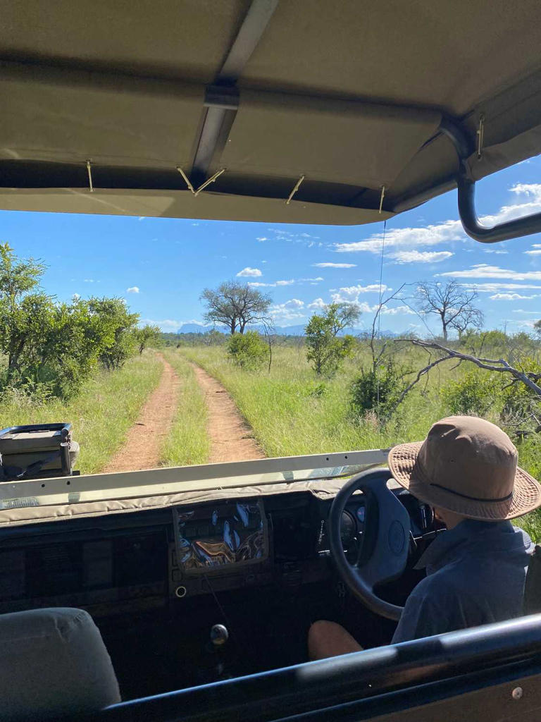 Kruger National Park visitor's reckless act to see lions draws fury ...
