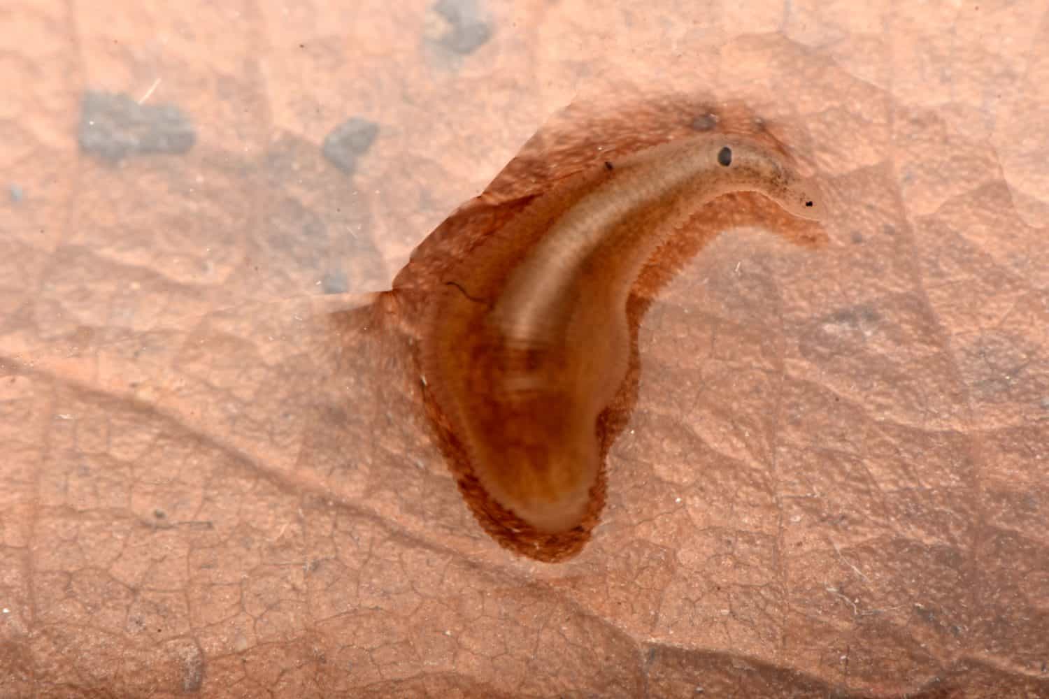 This 'predatory worm' doesn't drink blood, and it lives in your park