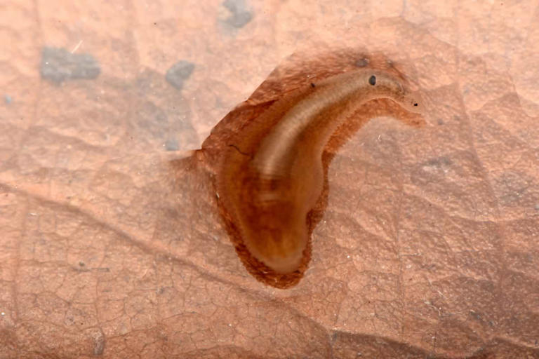 This 'predatory worm' doesn't drink blood, and it lives in your park