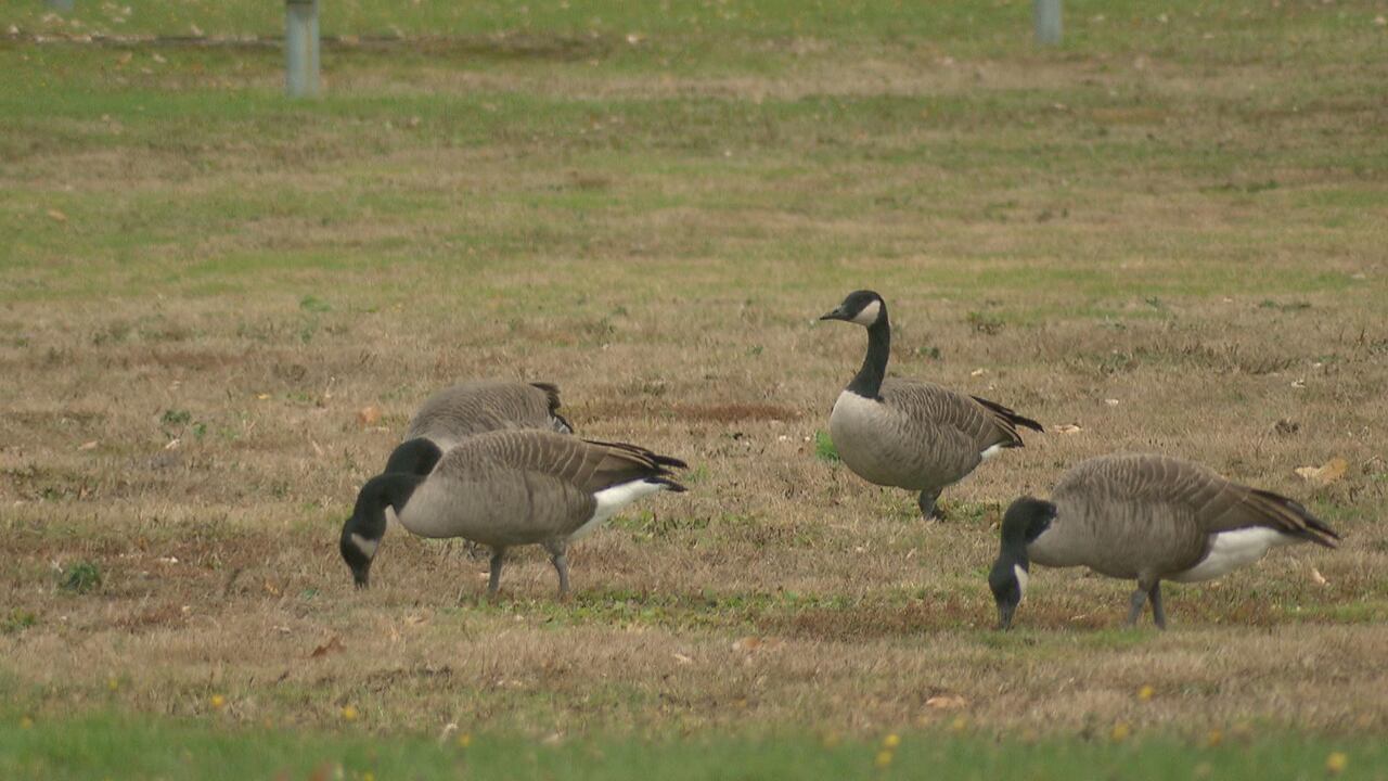 Moncton's quest for success reining in Canada geese leads to goose eggs
