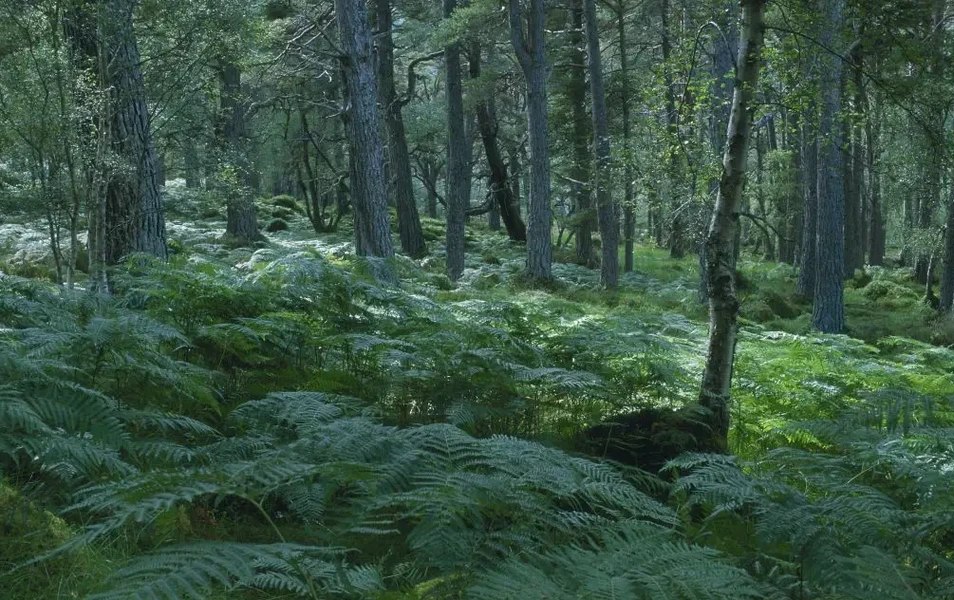 Citizen scientists log 1,100 species in rare Scottish rainforest