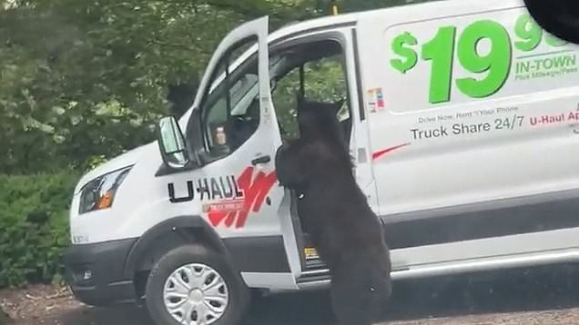'Do you have your license?' Bear breaks into van hunting for snacks