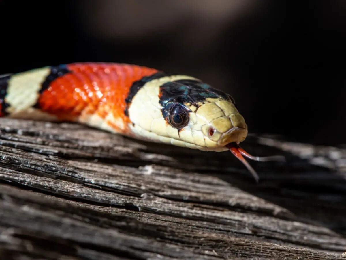 7 beautiful snakes you can spot in the wilds of California