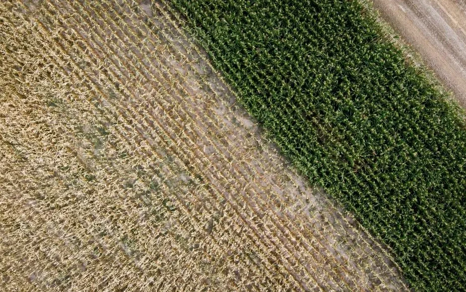 Farm soil microbes show surprising heat resilience in study