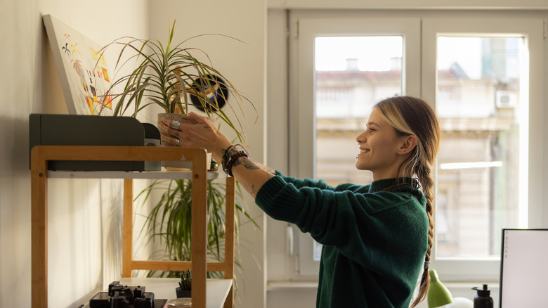 Keep your spider plant healthy all year with a little-known watering tip