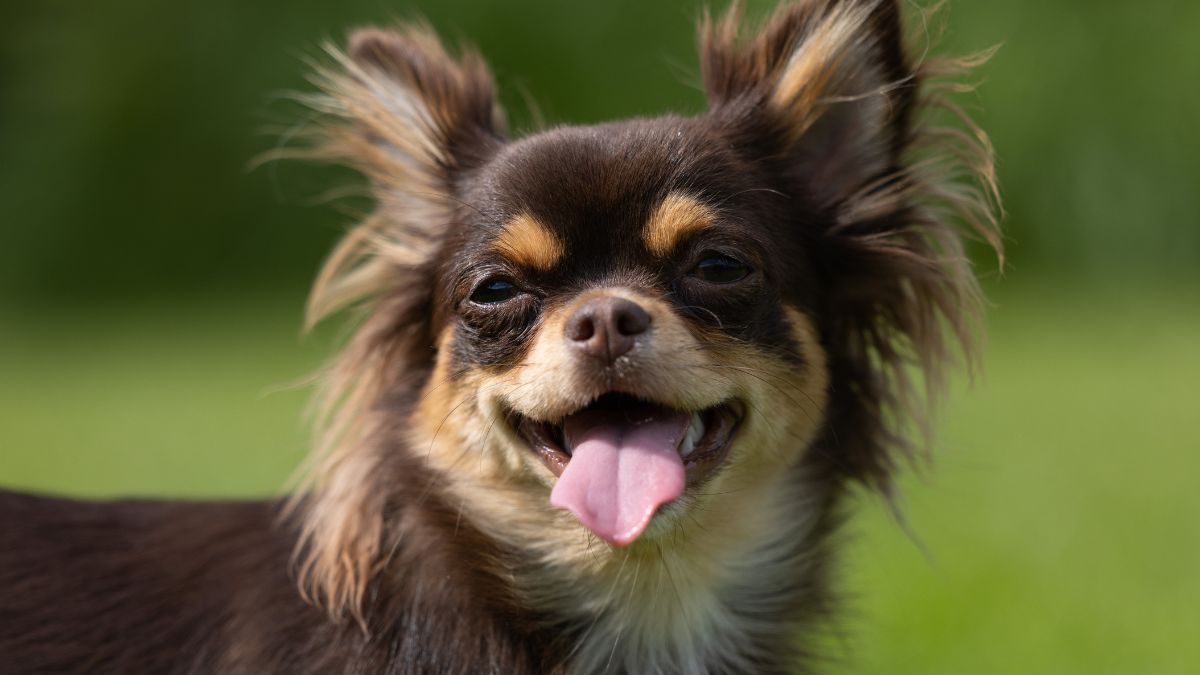 Here’s why the world’s tiniest dog breeds pack the biggest hearts