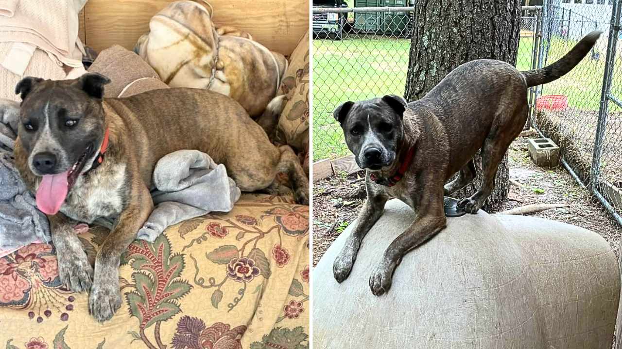 Joyful young pup still looking for home after 10 months
