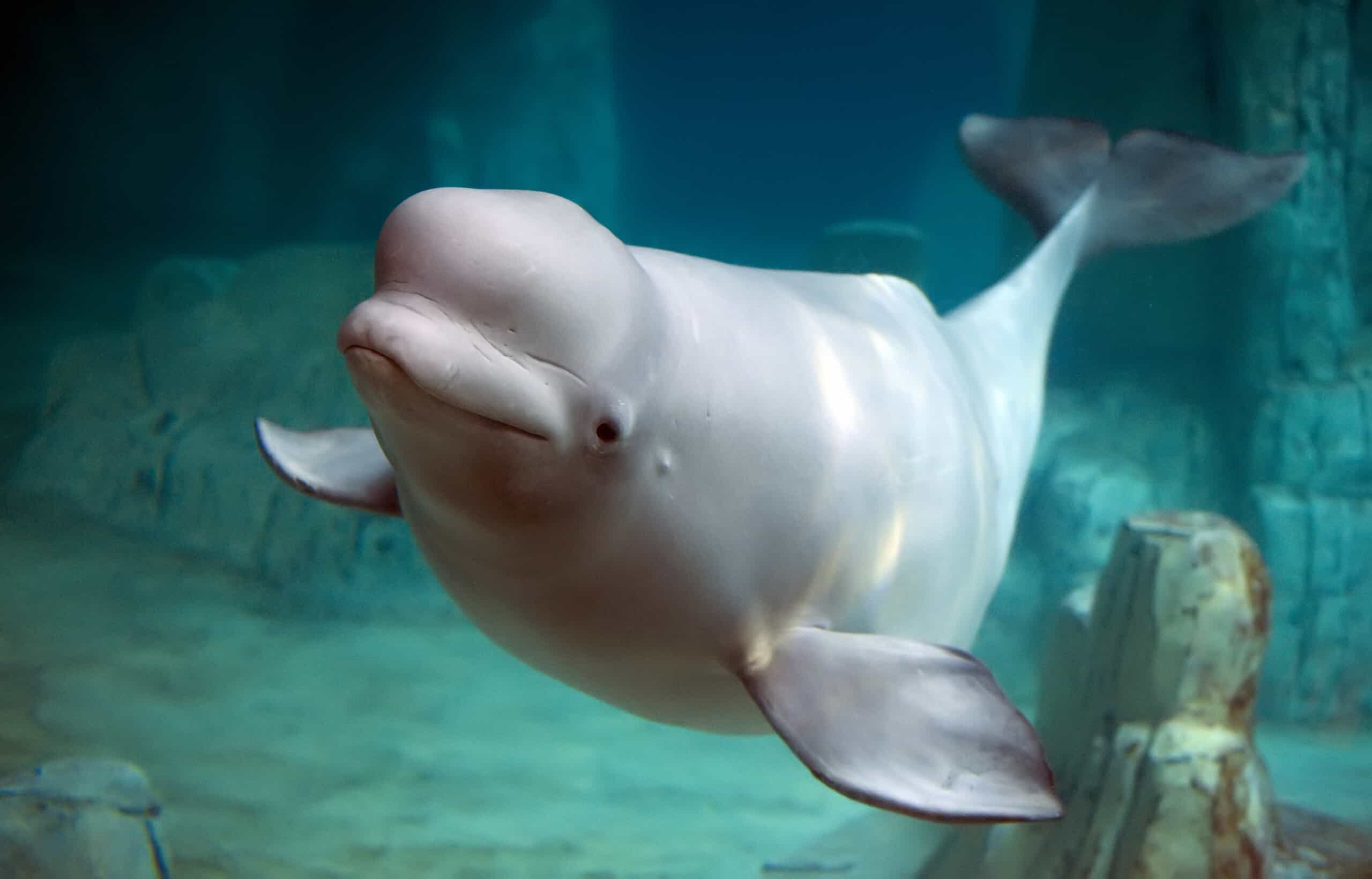 The noise pollution disrupting beluga whale communication