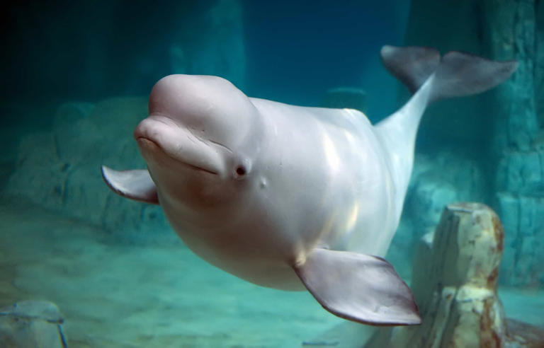 600 belugas reveal a surprising mating strategy hidden under Arctic ice