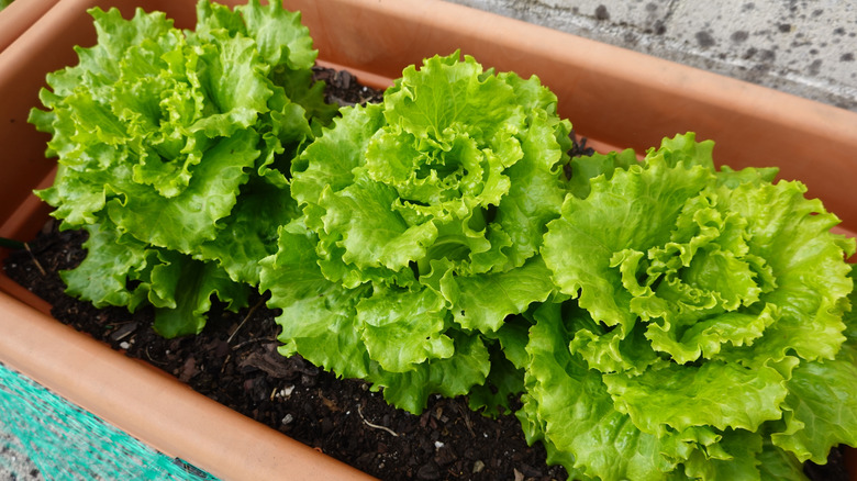 No garden space? No problem. These 16 veggies can be grown in a pot