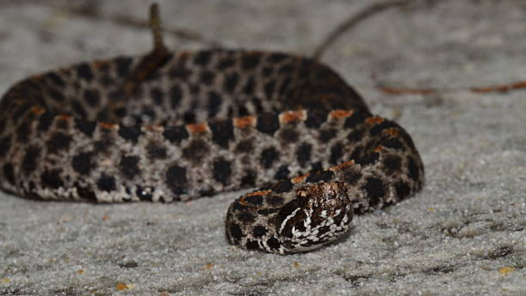 Snakes of Florida: Common species, how to identify them, and how to ...