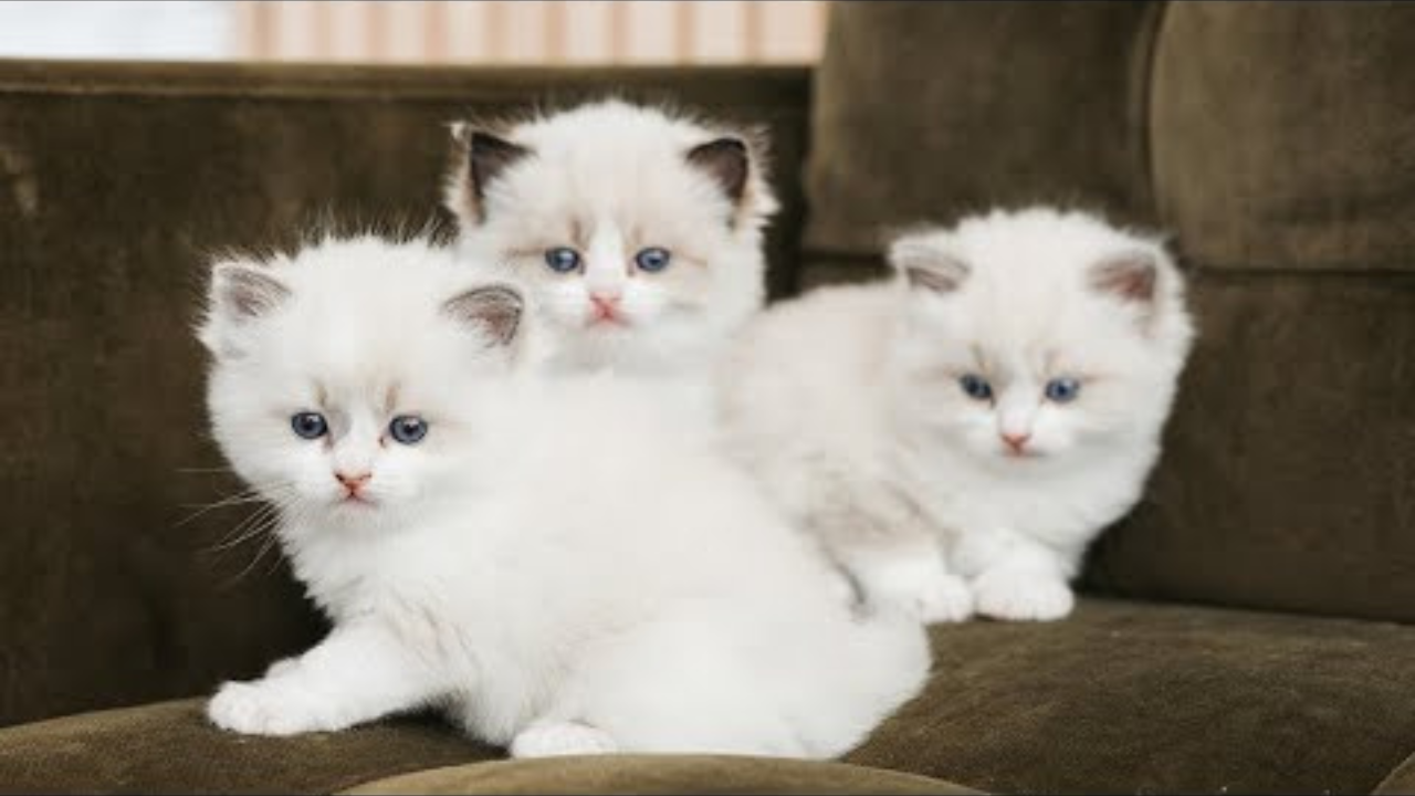 The 'R' litter is too cute to handle