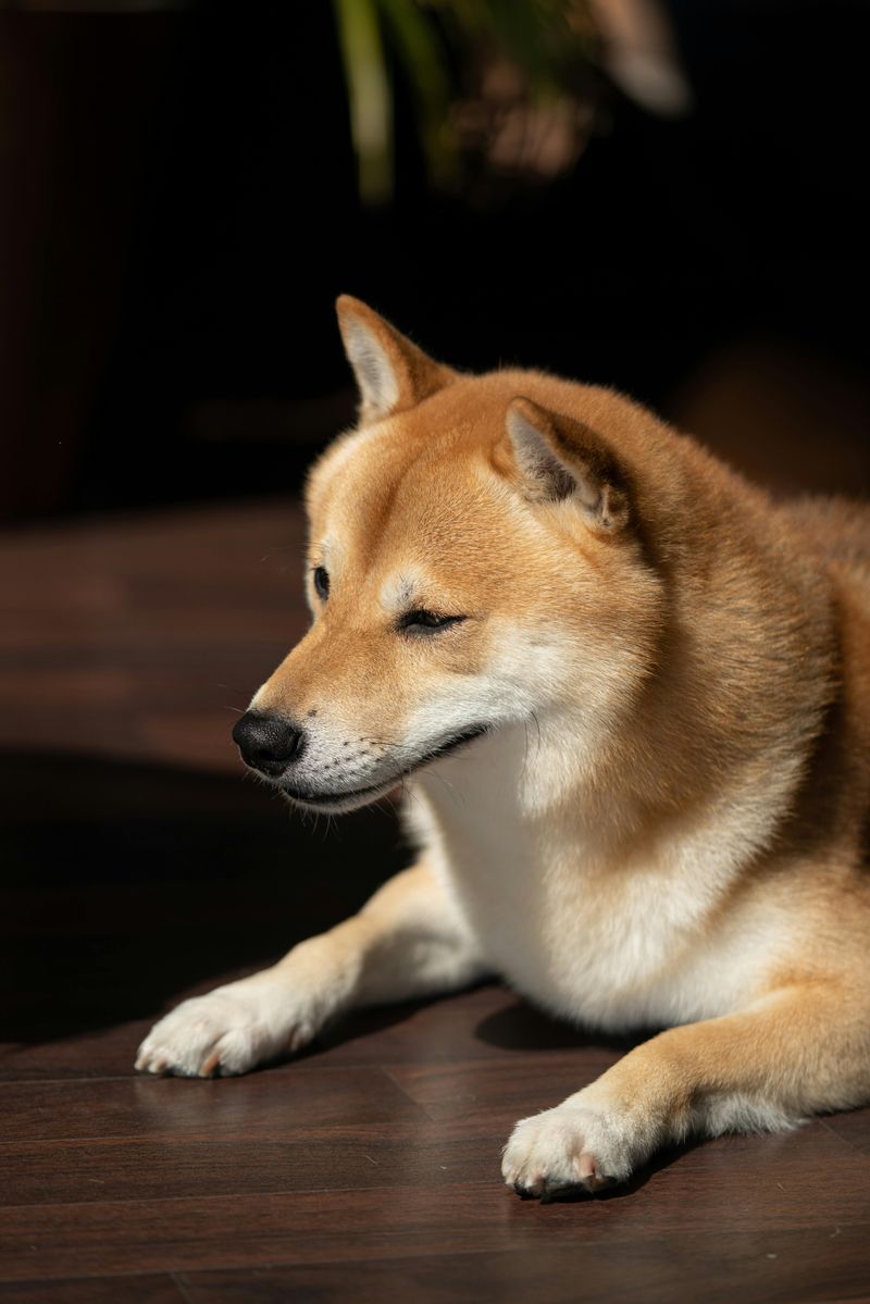 13 dog breeds so cat-like they confuse first-time owners constantly