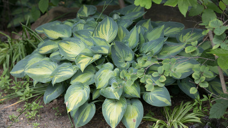The perfect hosta companion flower for attracting hummingbirds